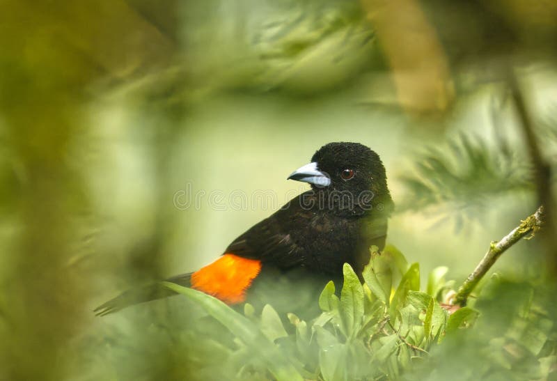 Flame-rumped Tanager, Ramphocelus Flammigerus, Black Yellow Bird in the ...