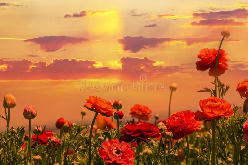 Flame sunset stock image. Image of earth, decorative - 39963655