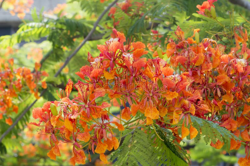 Flame Tree in bloom stock photo. Image of bloom, flamboyant - 55561066