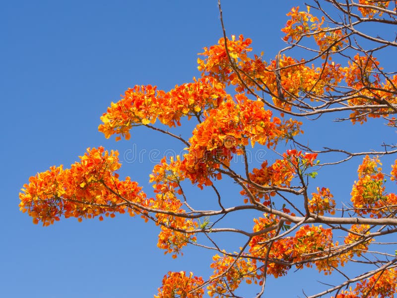 Branch Flame Tree Delonix Regia Stock Image - Image of material, tree ...