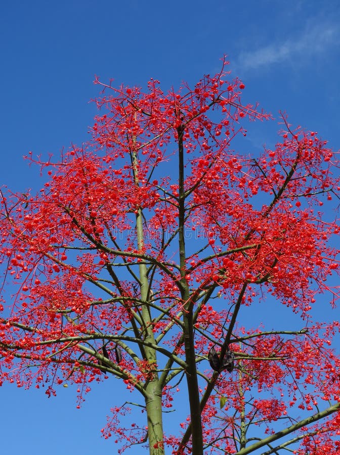 Flame Tree stock photo. Image of tree, bright, blue, flame - 47870694