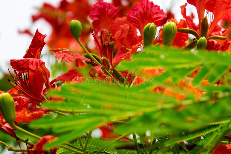 Flame Tree stock photo. Image of flower, tropical, blossom - 77342298