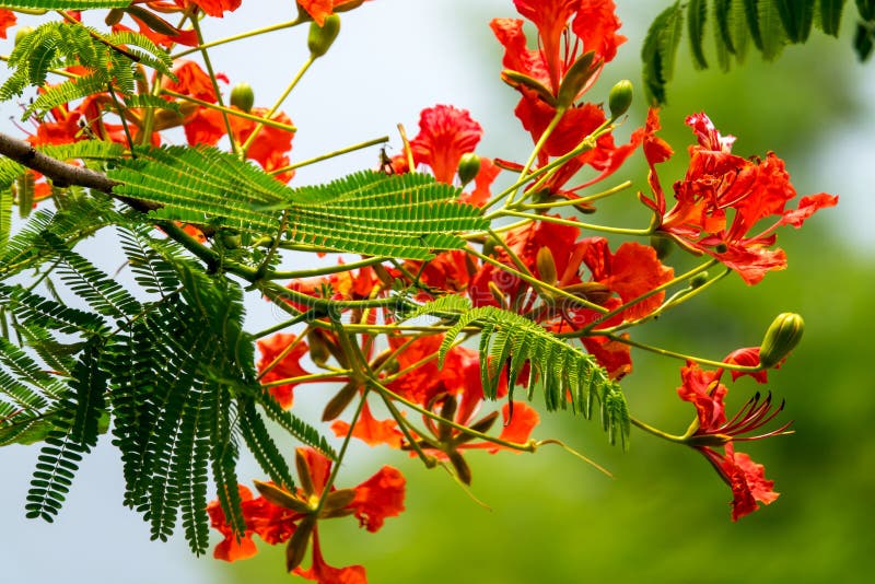 Flame Tree Red stock image. Image of flower, outdoors - 153808125