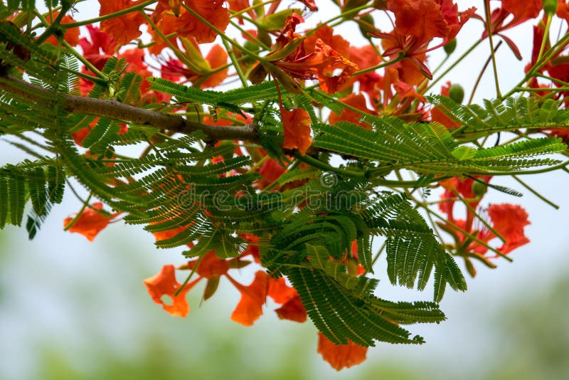 Flame Tree stock image. Image of flora, horizontal, tropical - 77342361