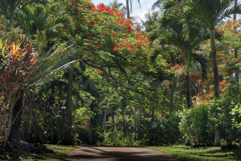 Flame Tree of Fiji in a Park Stock Photo - Image of flame, tropical ...