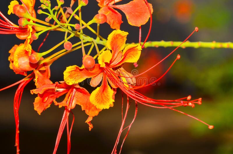 The Flame Tree stock photo. Image of poinciana, leaf - 108497796