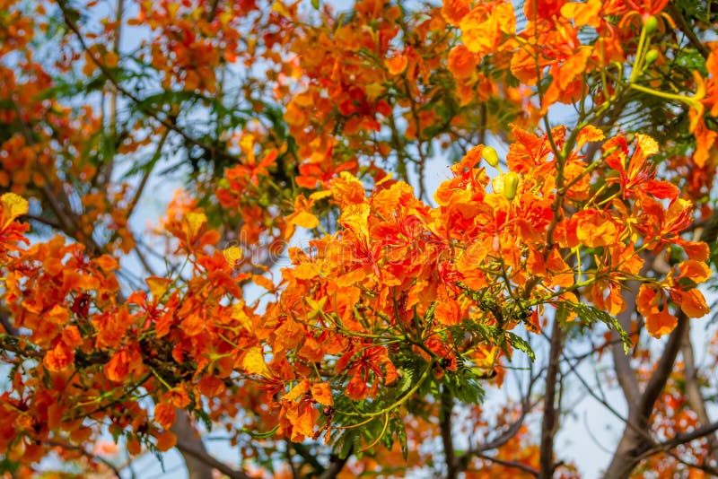 Flame tree flower stock image. Image of beautiful, flame - 53298881