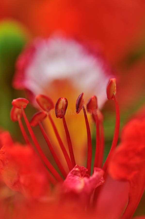 Flame tree flower stock photo. Image of wood, stamen - 30415576