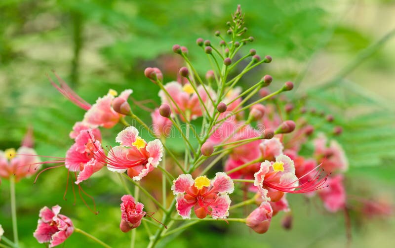 Flame tree flower stock image. Image of flame, plant - 42889353