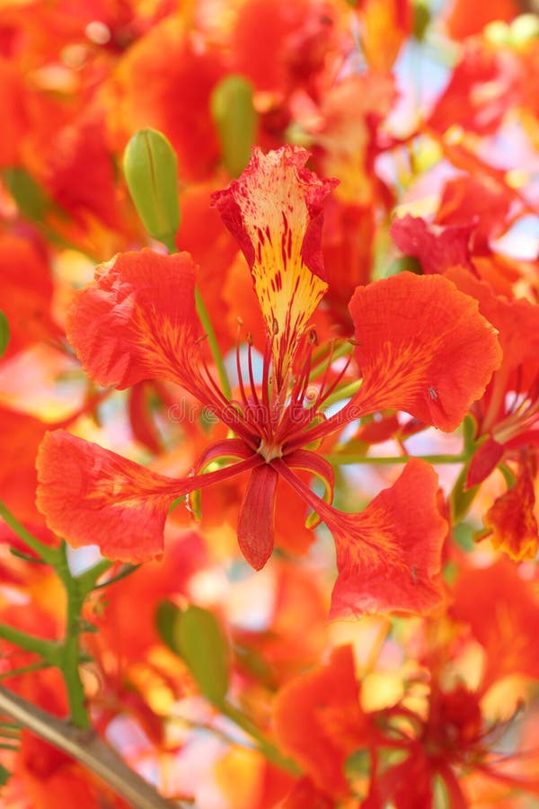 Flame Tree Flower. stock image. Image of royal, blossom - 41326879