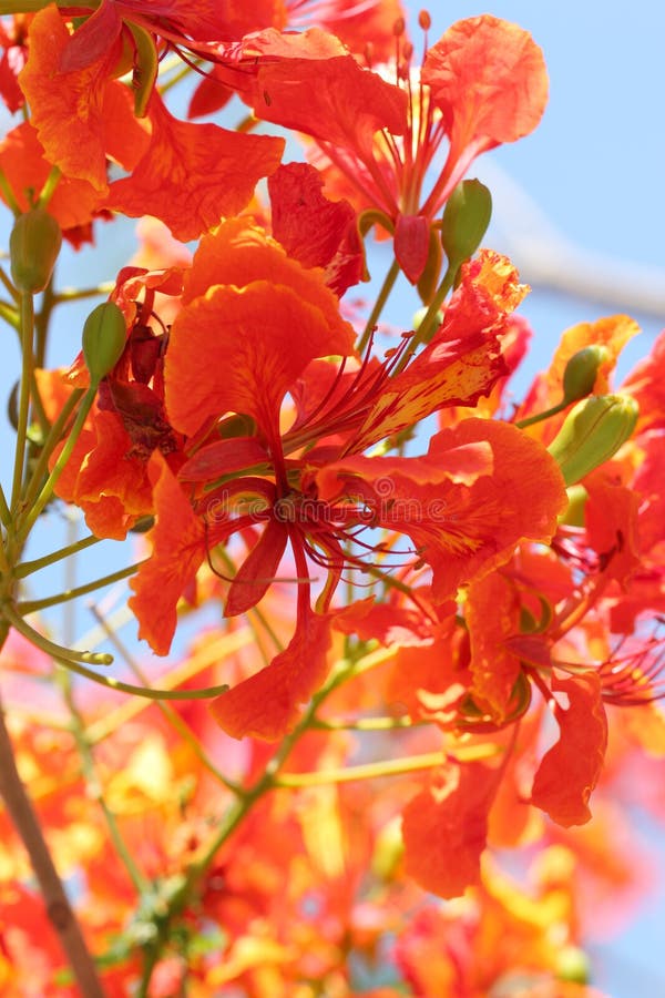 Flame Tree Flower. stock image. Image of crop, freshness - 41326949