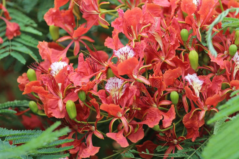 Flame Tree Flower Royal Poinciana Stock Photo - Image of leaves ...