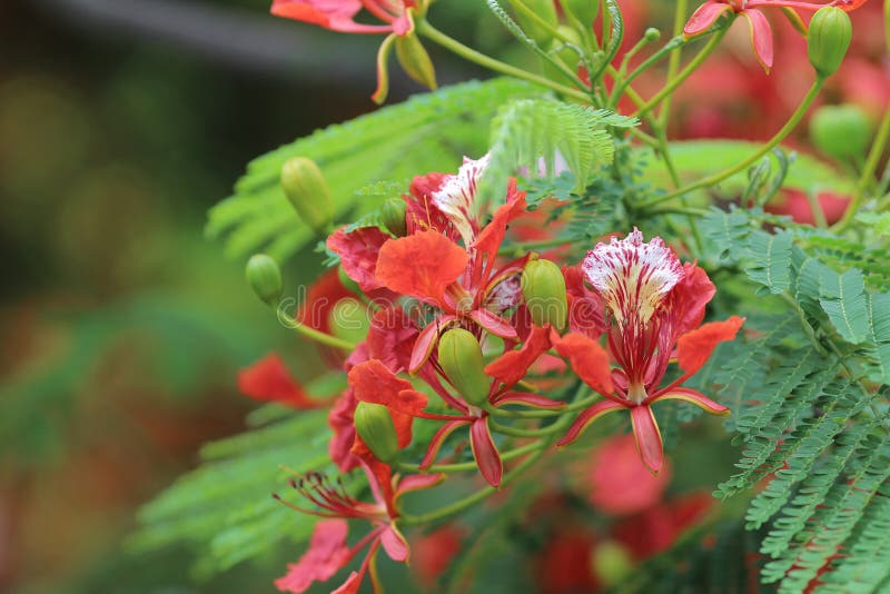 Flame Tree Flower Royal Poinciana Stock Image - Image of gardens ...