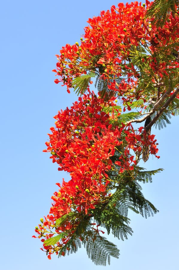 Flame tree in Hawaii stock image. Image of oahu, hawaii - 4110549