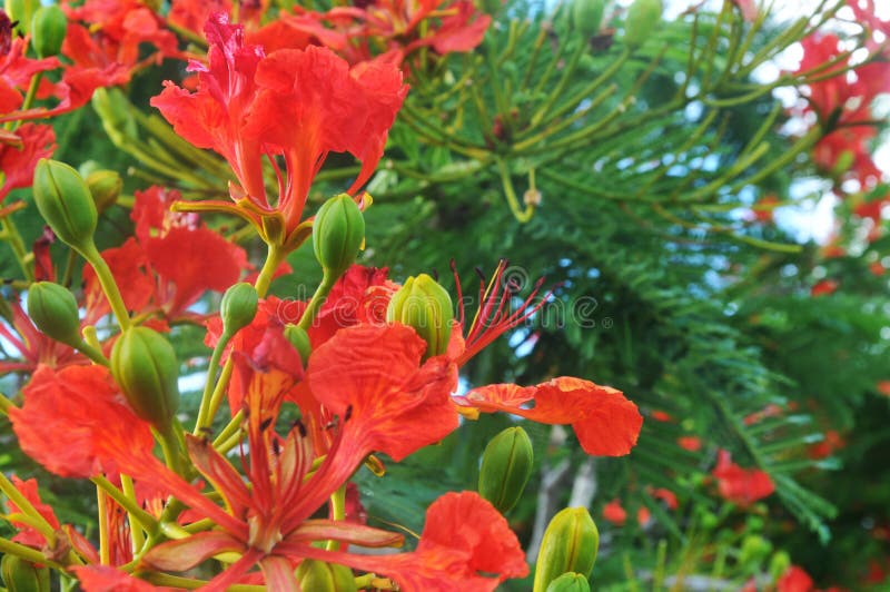 Flame Tree or Royal Poinciana Tree Stock Photo - Image of branch ...