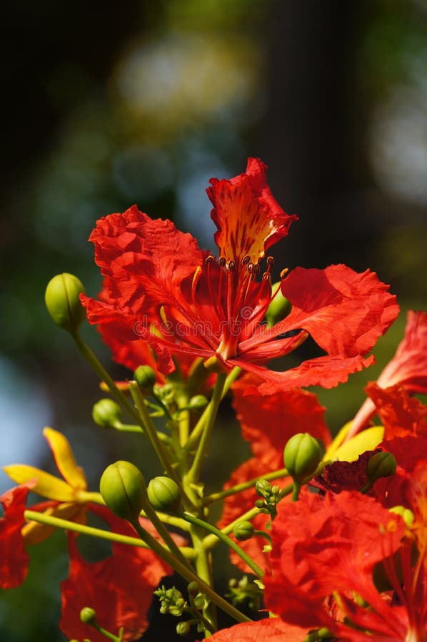Flame tree flowers stock photo. Image of beautiful, garden - 31401660