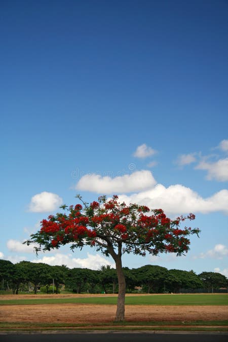 Flame tree in Hawaii stock image. Image of oahu, hawaii - 4110549