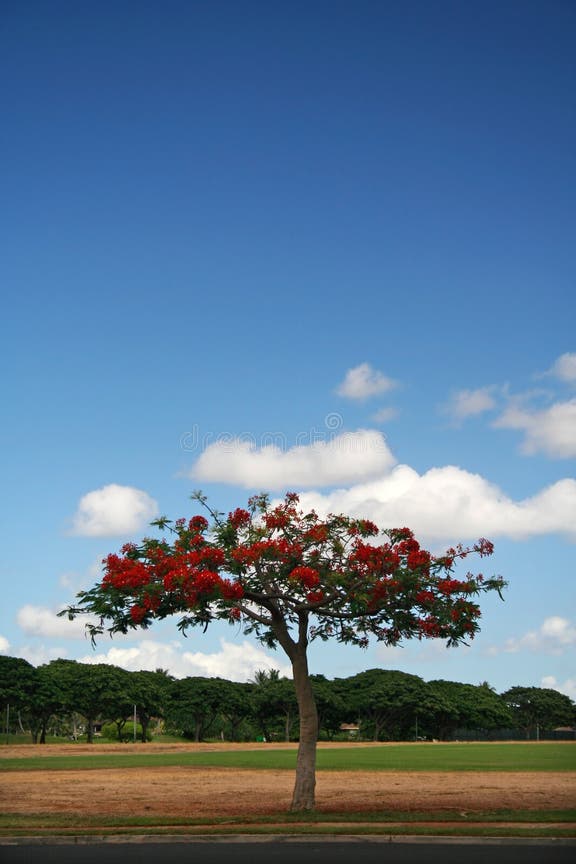 Flame tree in Hawaii stock image. Image of oahu, hawaii - 4110549