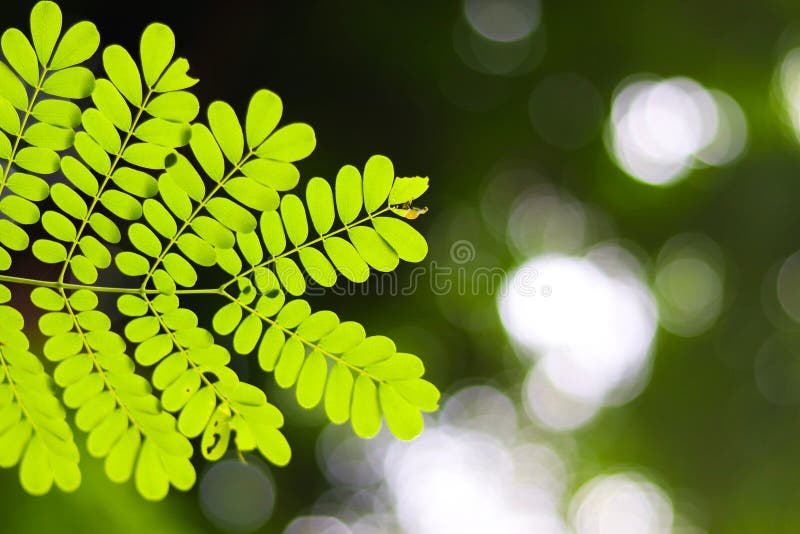 Flame tree leaves. stock image. Image of park, color - 119533295