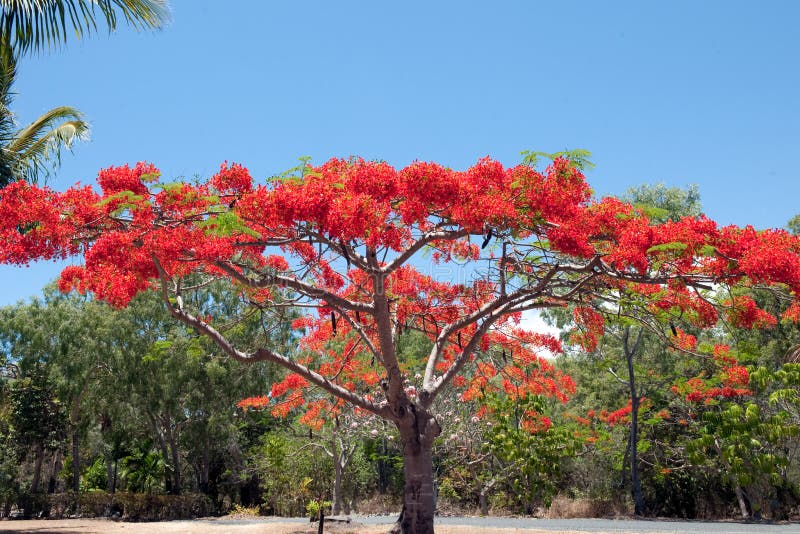 Flame tree in Hawaii stock image. Image of oahu, hawaii - 4110549