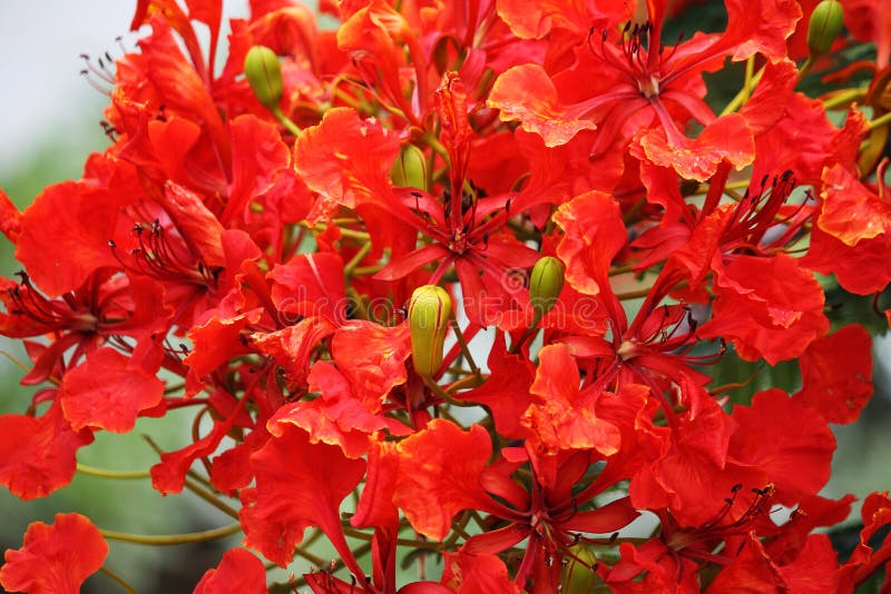 Flame Tree Red Colour or Peacock Flower with Green Leaf Stock Photo ...