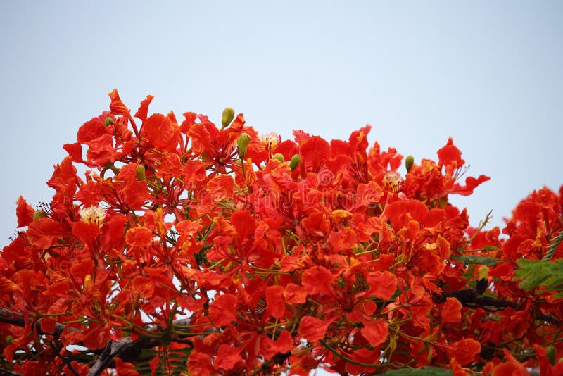 Flame Tree Red Colour or Peacock Flower with Green Leaf Stock Image ...