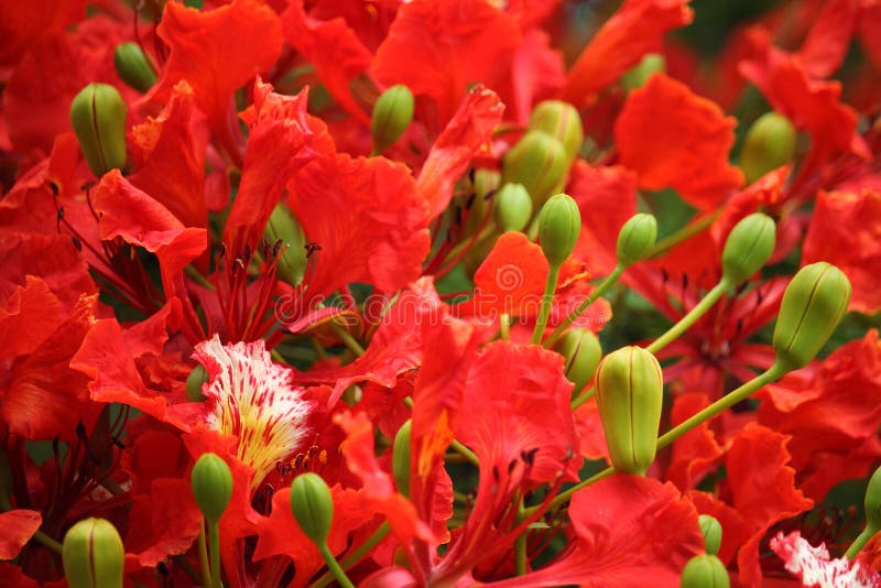 Flame Tree Red Colour or Peacock Flower with Green Leaf Stock Image ...