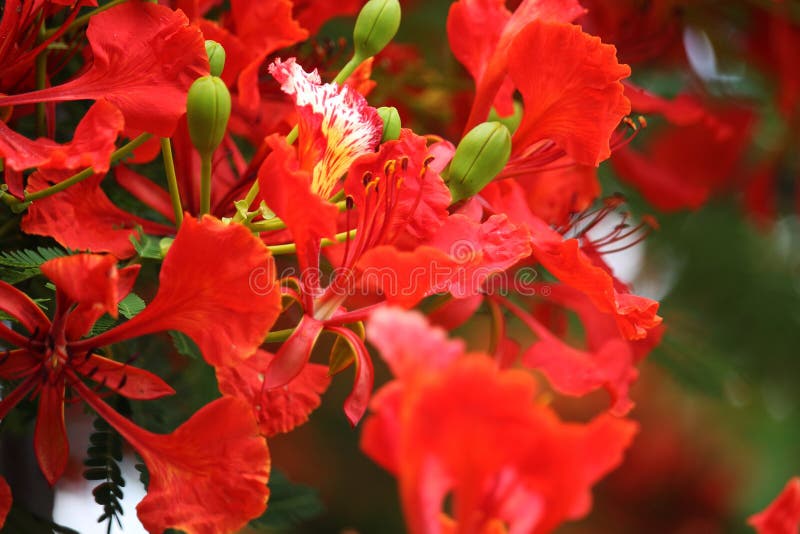 Flame Tree Red Colour or Peacock Flower with Green Leaf Stock Photo ...