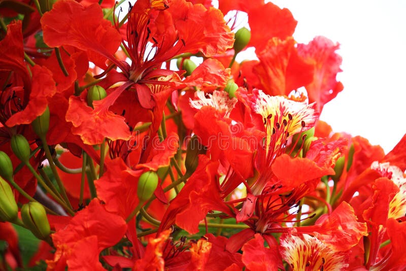 Flame Tree Red Colour or Peacock Flower with Green Leaf Stock Photo ...