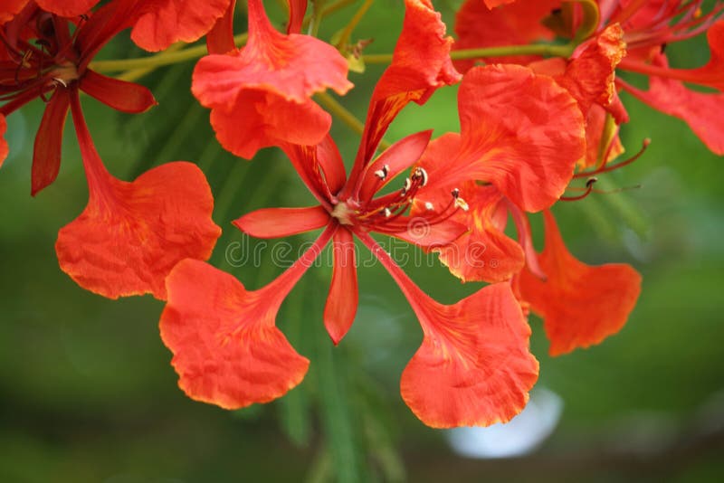 Flame Tree Red Colour or Peacock Flower with Green Leaf Stock Photo ...