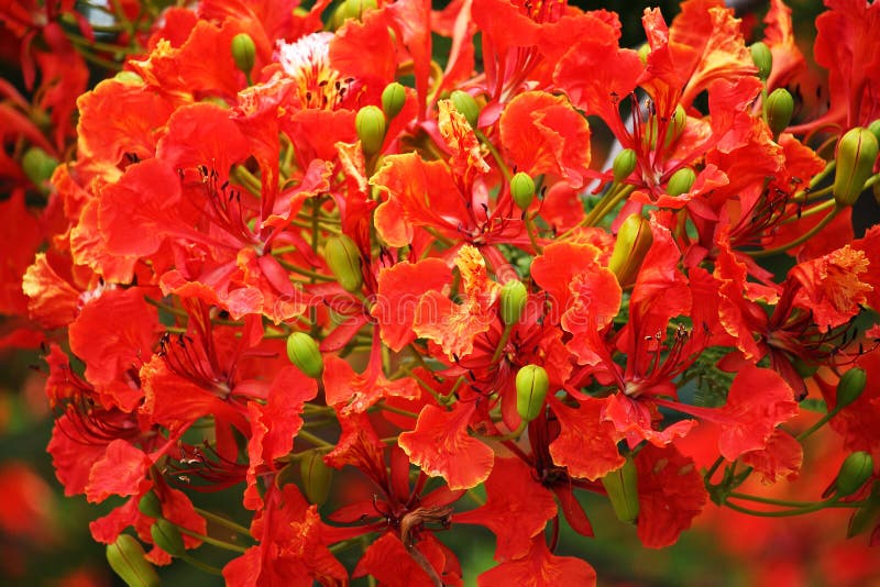 Flame Tree Red Colour or Peacock Flower with Green Leaf Stock Photo ...