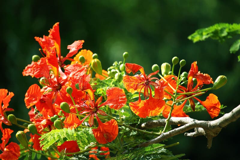 Flame Tree Red Colour or Peacock Flower with Green Leaf Stock Photo ...