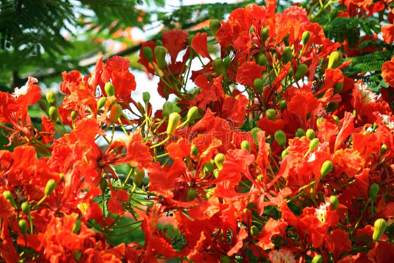 Flame Tree Red Colour or Peacock Flower with Green Leaf Stock Photo ...