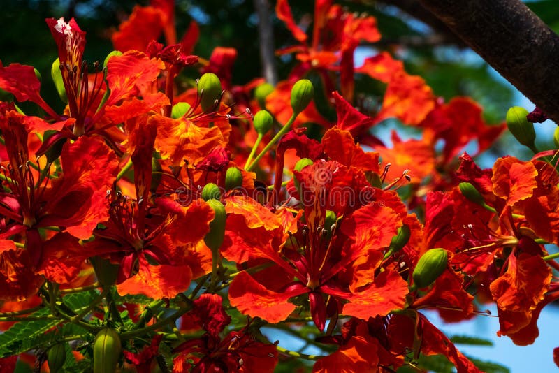 Flame Tree Red stock image. Image of nature, blossom - 153808001