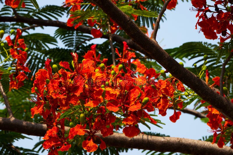 Flame Tree Red stock image. Image of flower, outdoors - 153808125