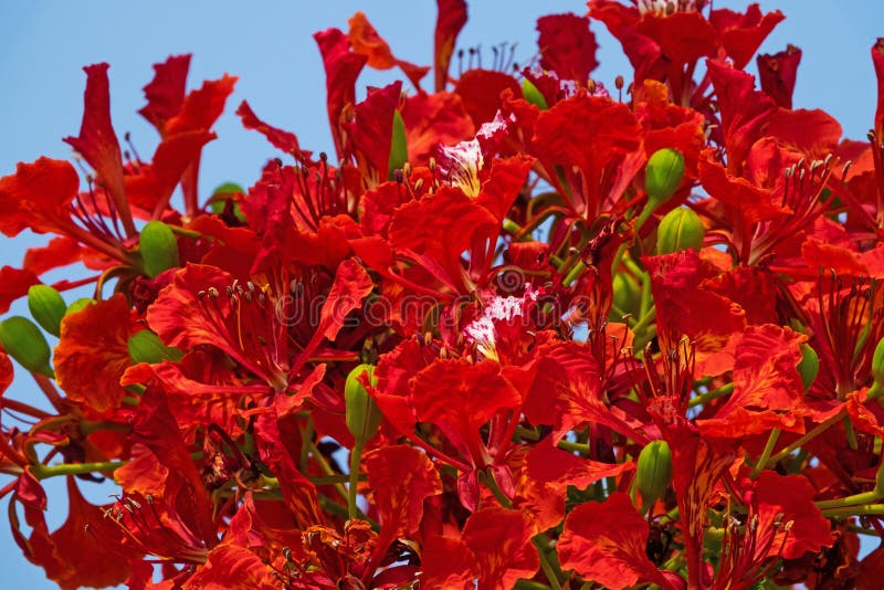 Flame Tree Red stock image. Image of flower, outdoors - 153808125