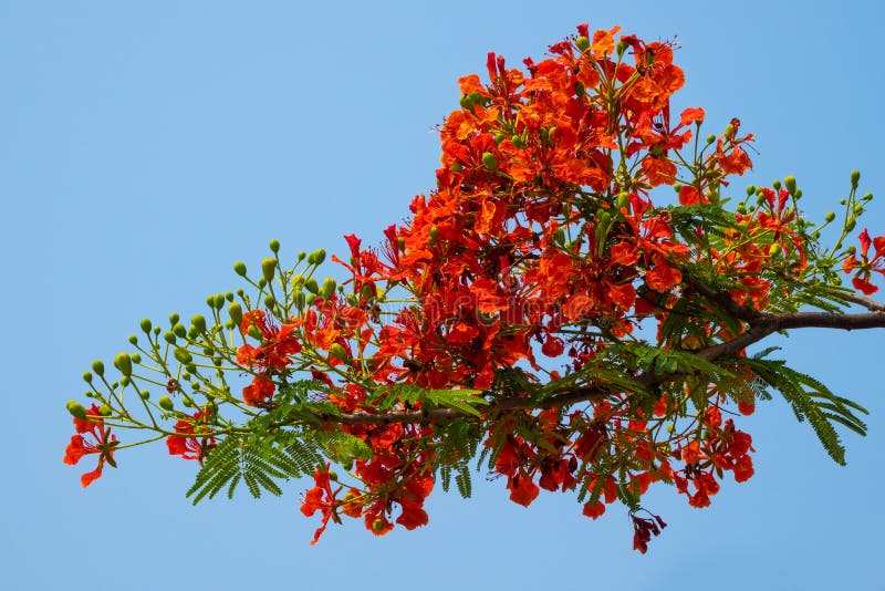 Flame Tree Red stock photo. Image of blossom, bloom - 153808144
