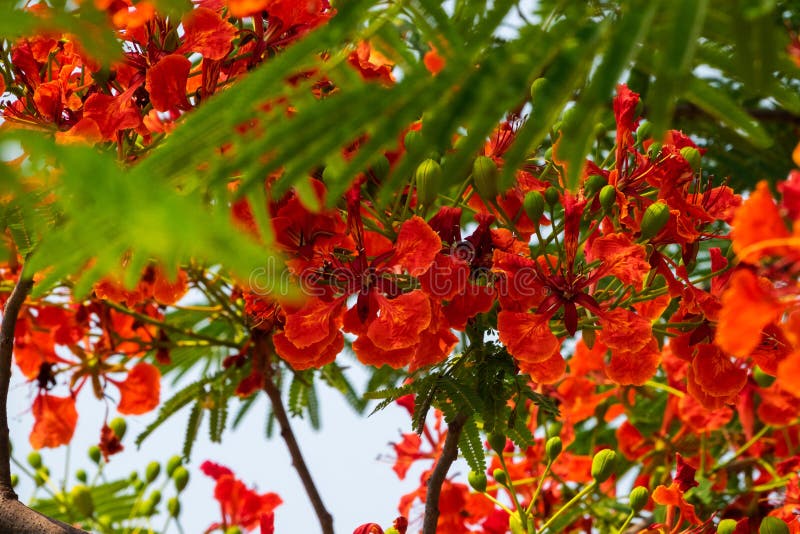 Flame Tree Red stock image. Image of bloom, flower, plant - 153808277
