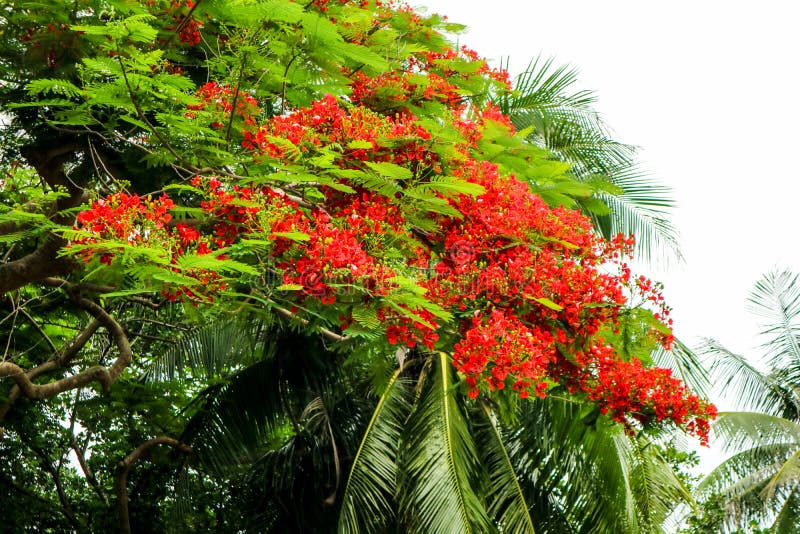 Flame Tree Red Flower Blooming New Born Green Leaves on Tree Stock ...