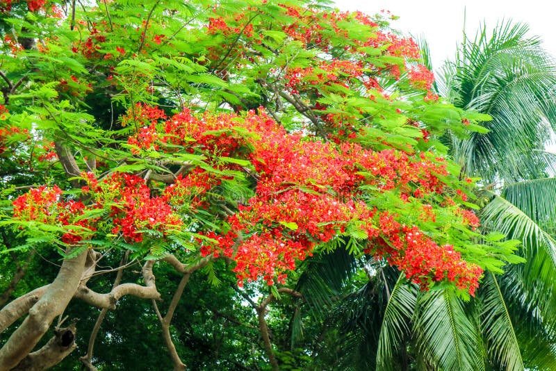 Flame Tree Red Flower Blooming New Born Green Leaves on Tree Stock ...