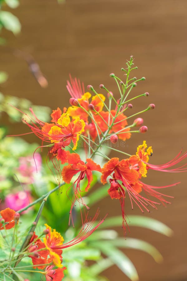 The Flame Tree stock image. Image of green, nature, beautiful - 89820145