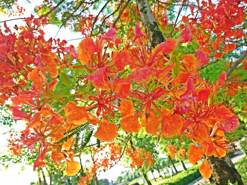 The Flame Tree or Royal Poinciana Red Flower Stock Photo - Image of ...