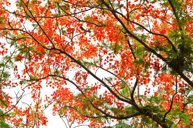 Branch Flame Tree Delonix Regia Stock Image - Image of material, tree ...