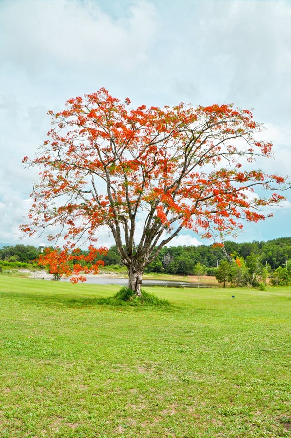 Flame Tree stock image. Image of nature, tropics, flowers - 551217