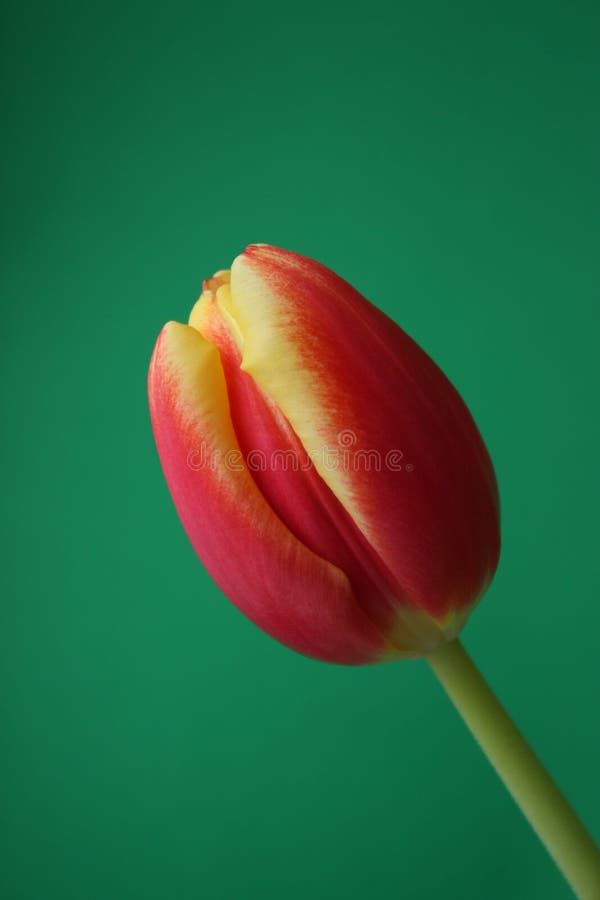 Flame tulip stock image. Image of flame, floristry, agriculture - 13035075