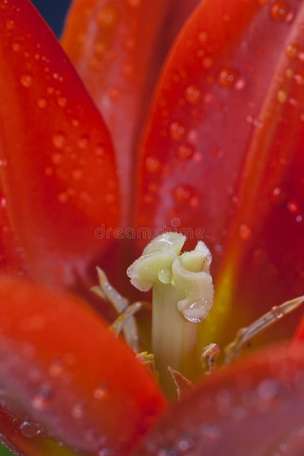 Flame tulips stock image. Image of pollen, yellow, pretty - 11626759