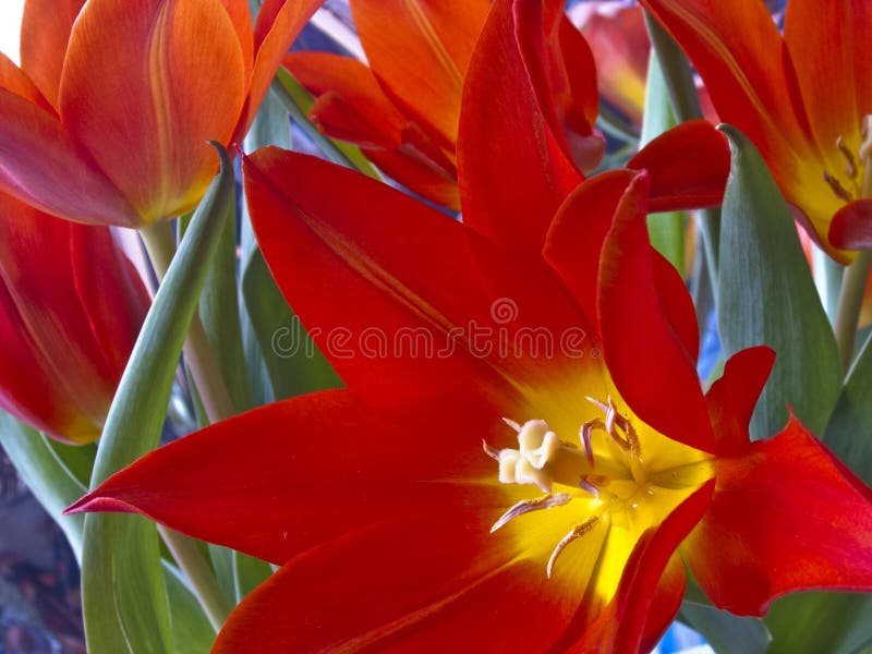 Flame tulips stock image. Image of flower, colors, horizontal - 11626761