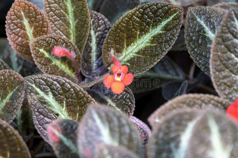 Flame Violet, Episcia Cupreata Stock Image - Image of perennial ...