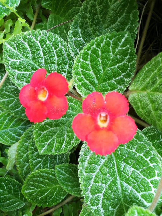 Flame Violet In Planting Pot Stock Image - Image of background ...