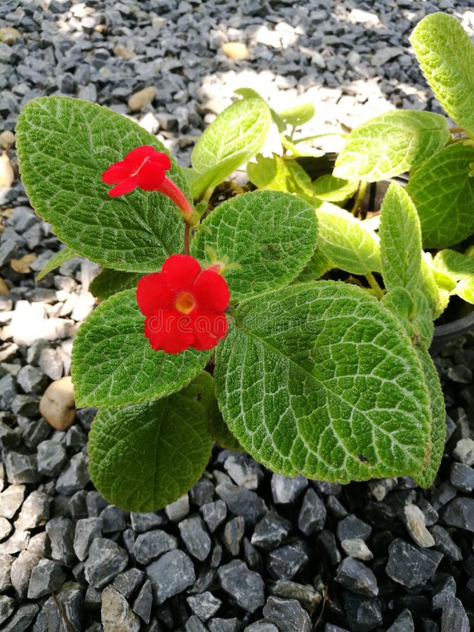 Flame violet flowers stock image. Image of background - 114215603